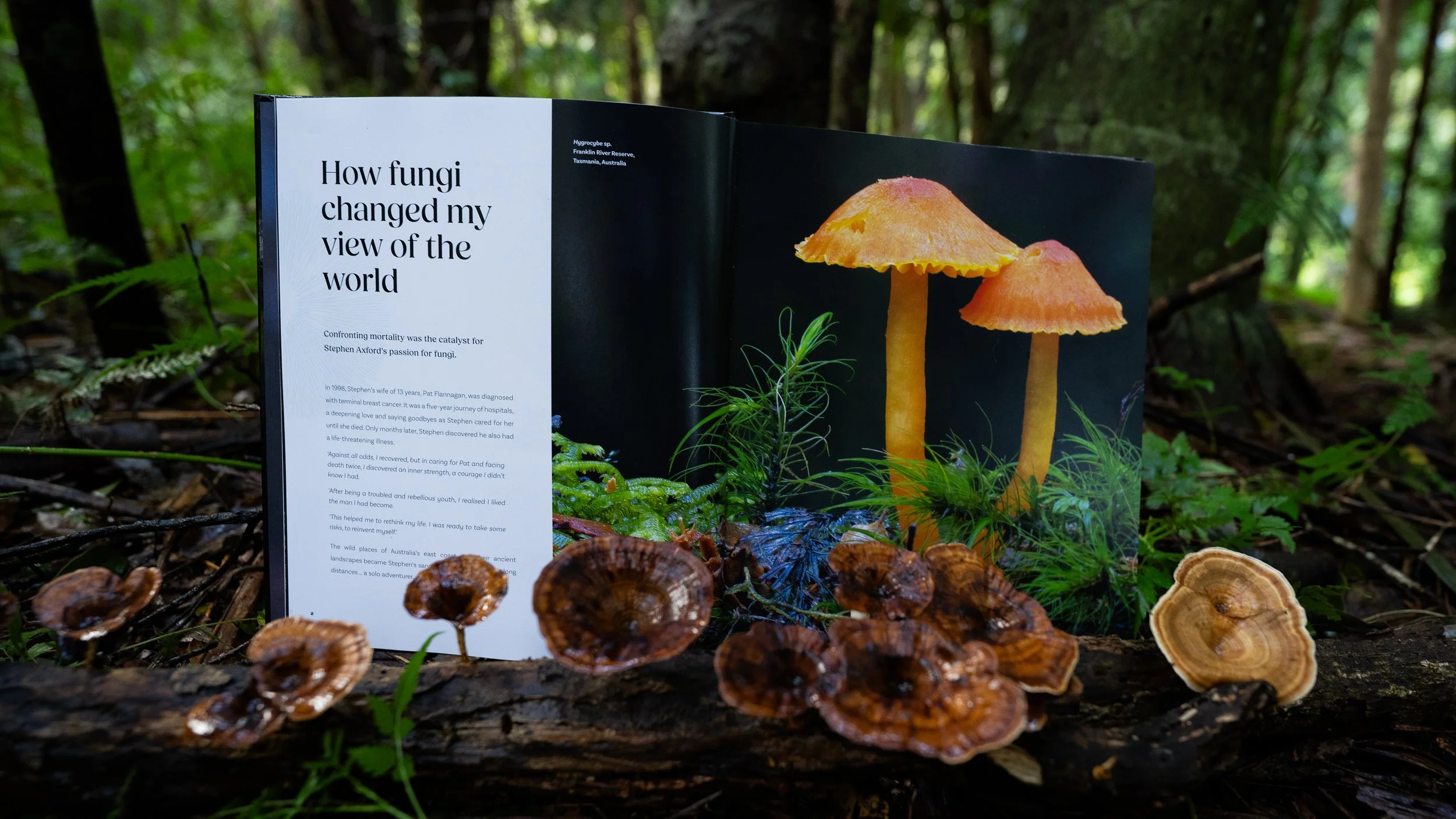 Planet Fungi | Photography | Book | Films | Timelapse