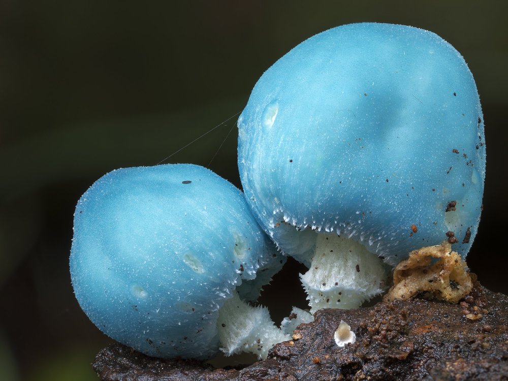 Planet Fungi: Follow the Rain - Documentary by Stephen Axford ...