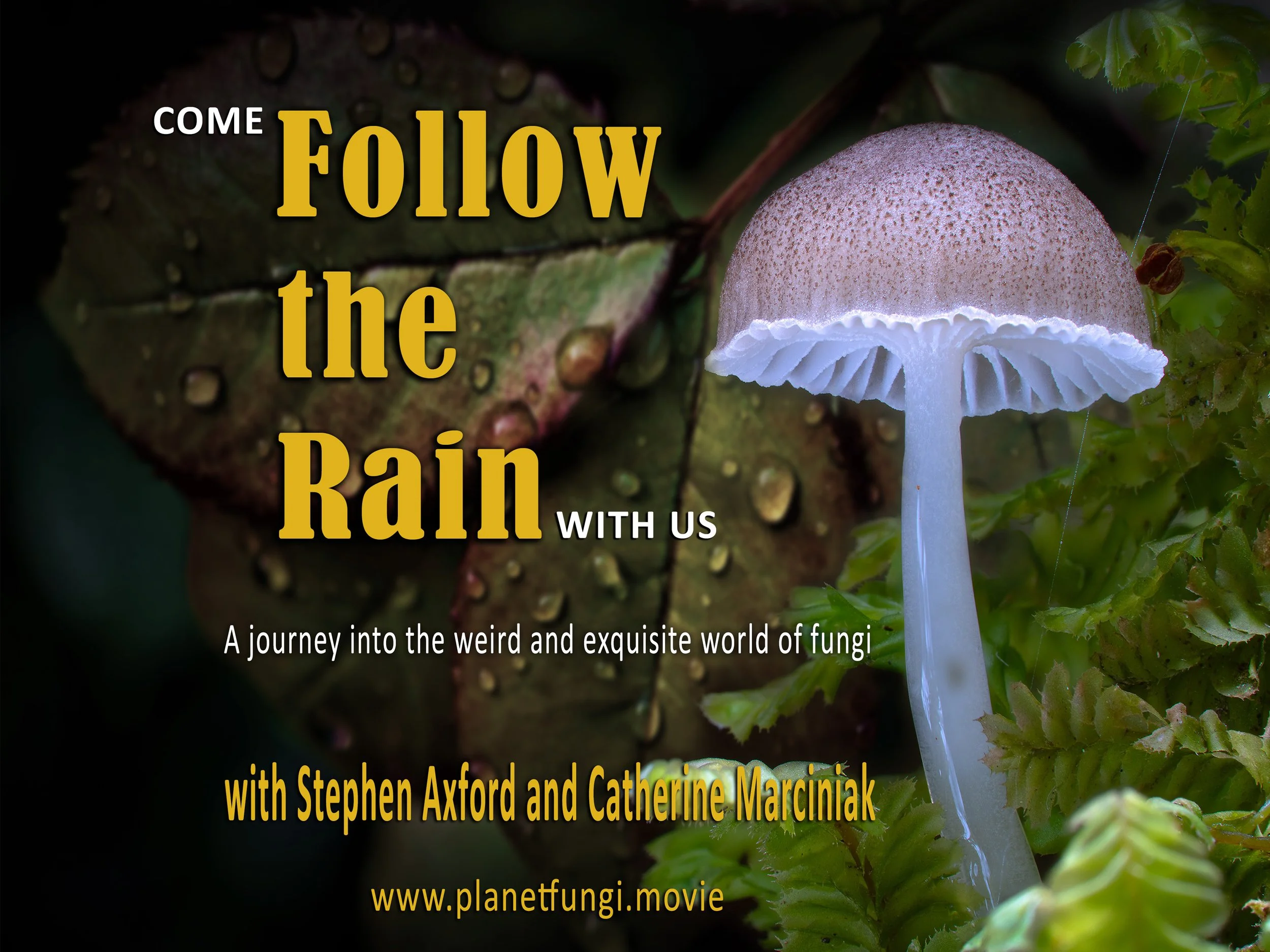 Award Winning Documentaries by Stephen Axford & Catherine Marciniak ...