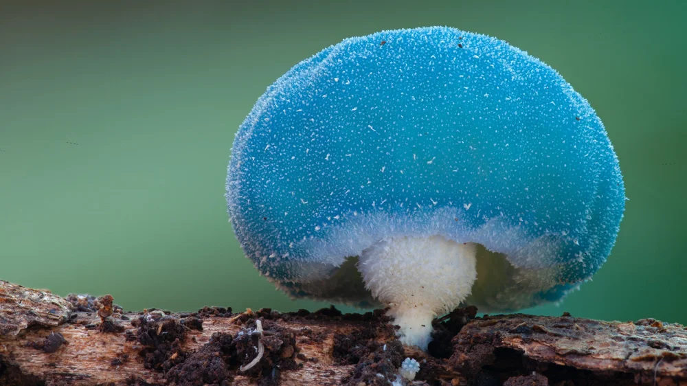 Planet Fungi | Photography | Book | Films | Timelapse