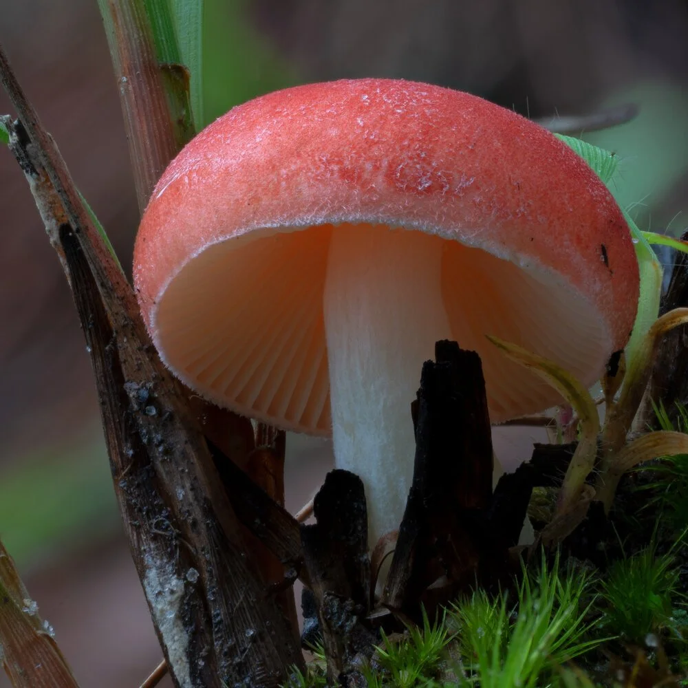 Planet Fungi: North East India | Award Winning Documentary — Planet Fungi