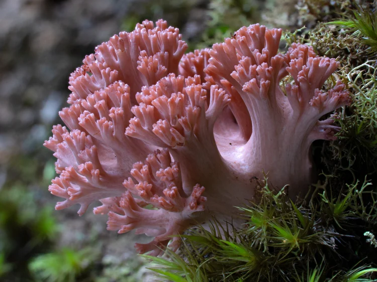 Planet Fungi: Follow the Rain - Documentary by Stephen Axford ...