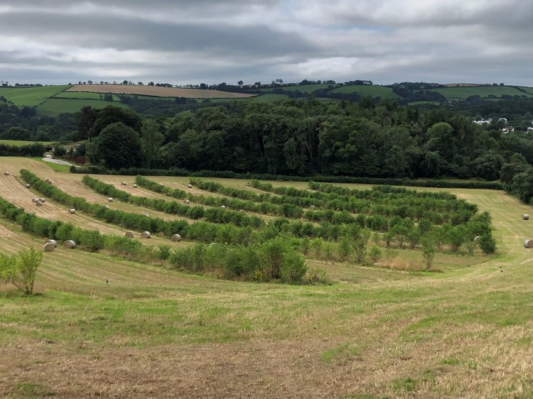 How agroforestry can play a part in regenerative farming — Regenerate ...