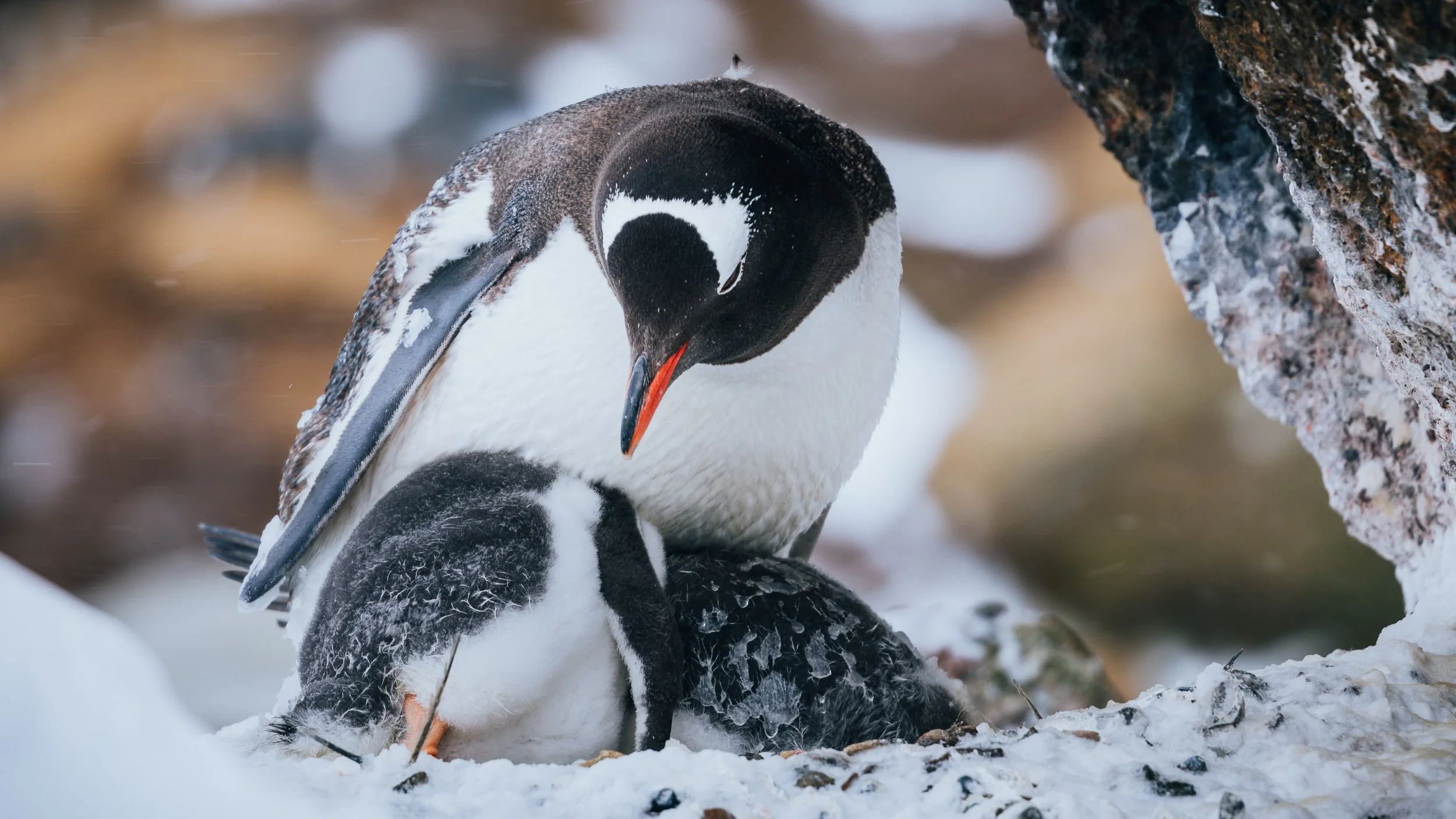 Fakta om pingvin-fjær — O-fagspatruljen
