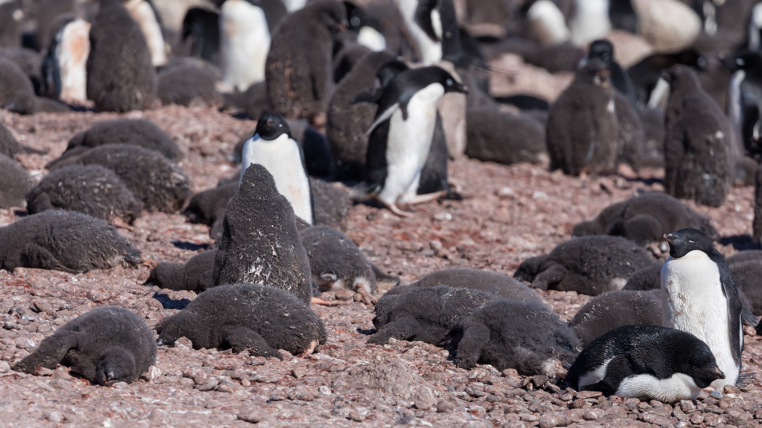Fakta om pingvin-fjær — O-fagspatruljen