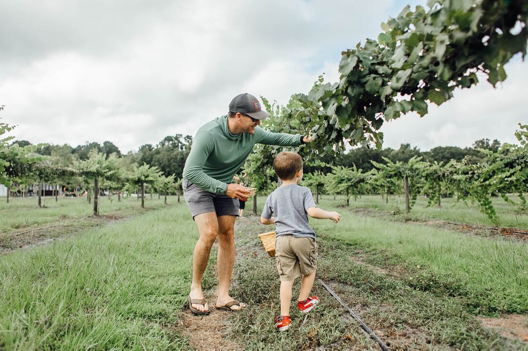 Honey — Congaree and Penn