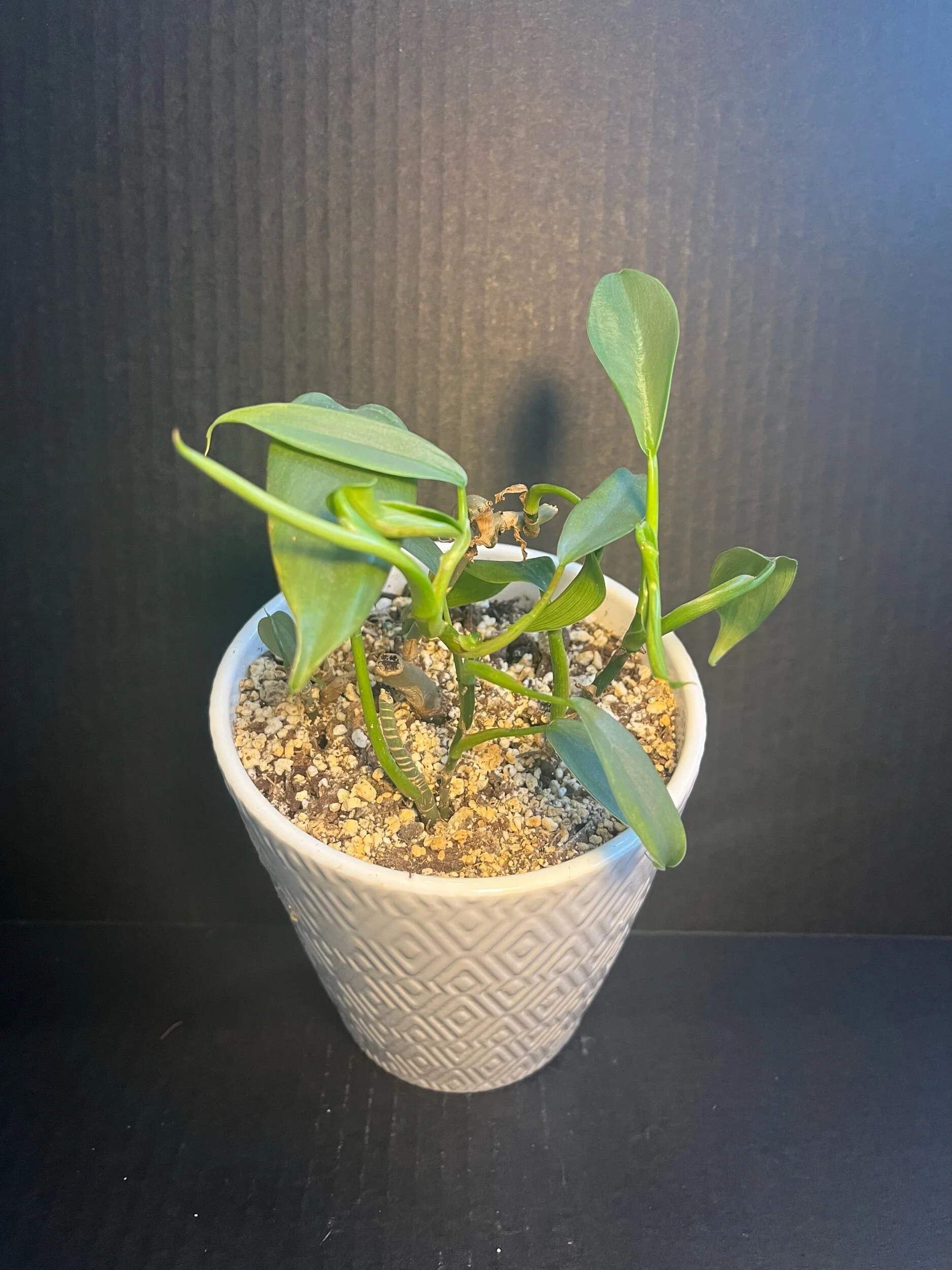 Planting Positivity, LLC