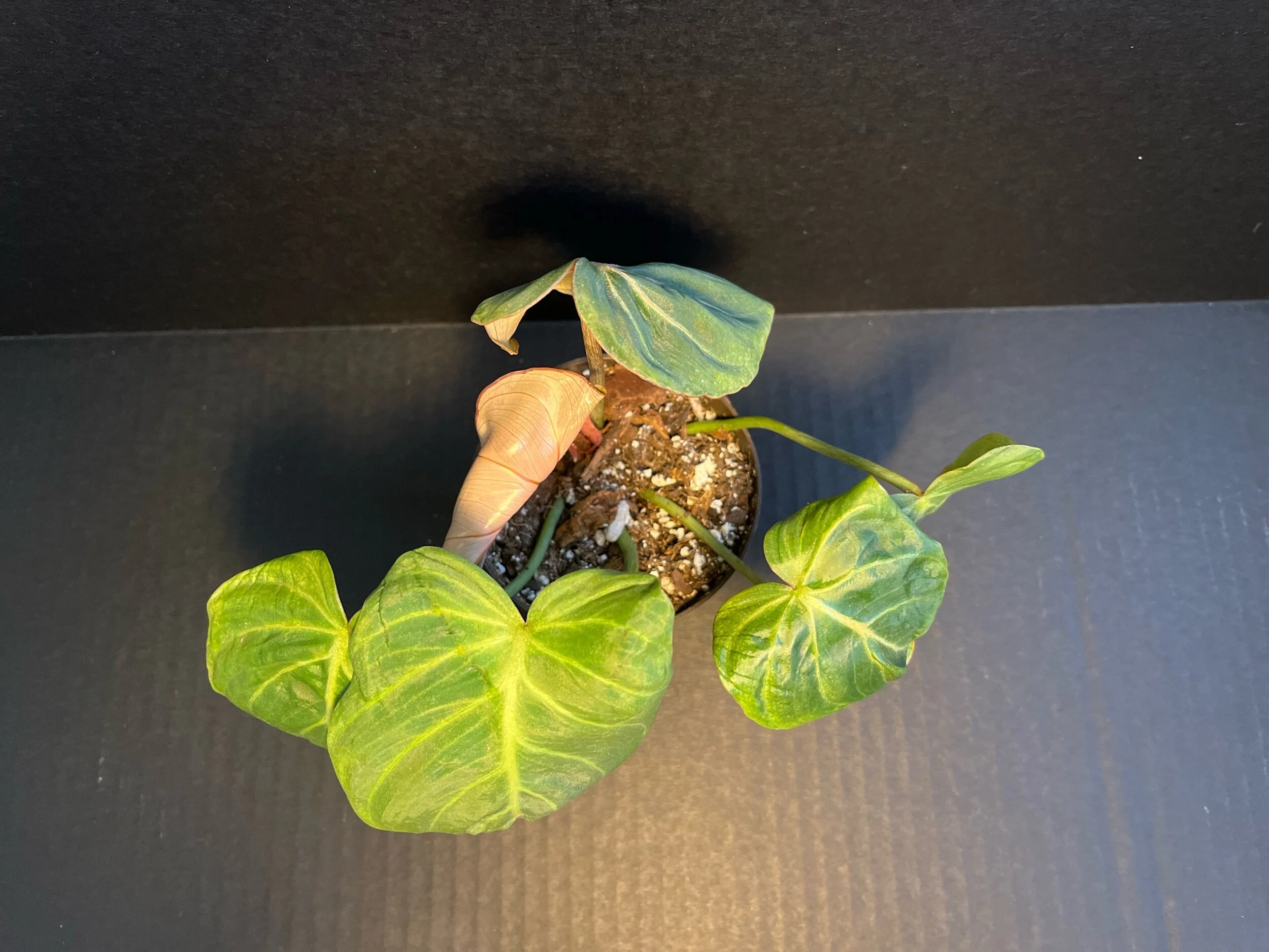 Planting Positivity, LLC