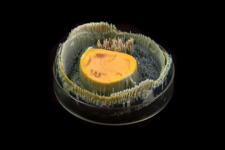 Artwork — Suzanne Anker