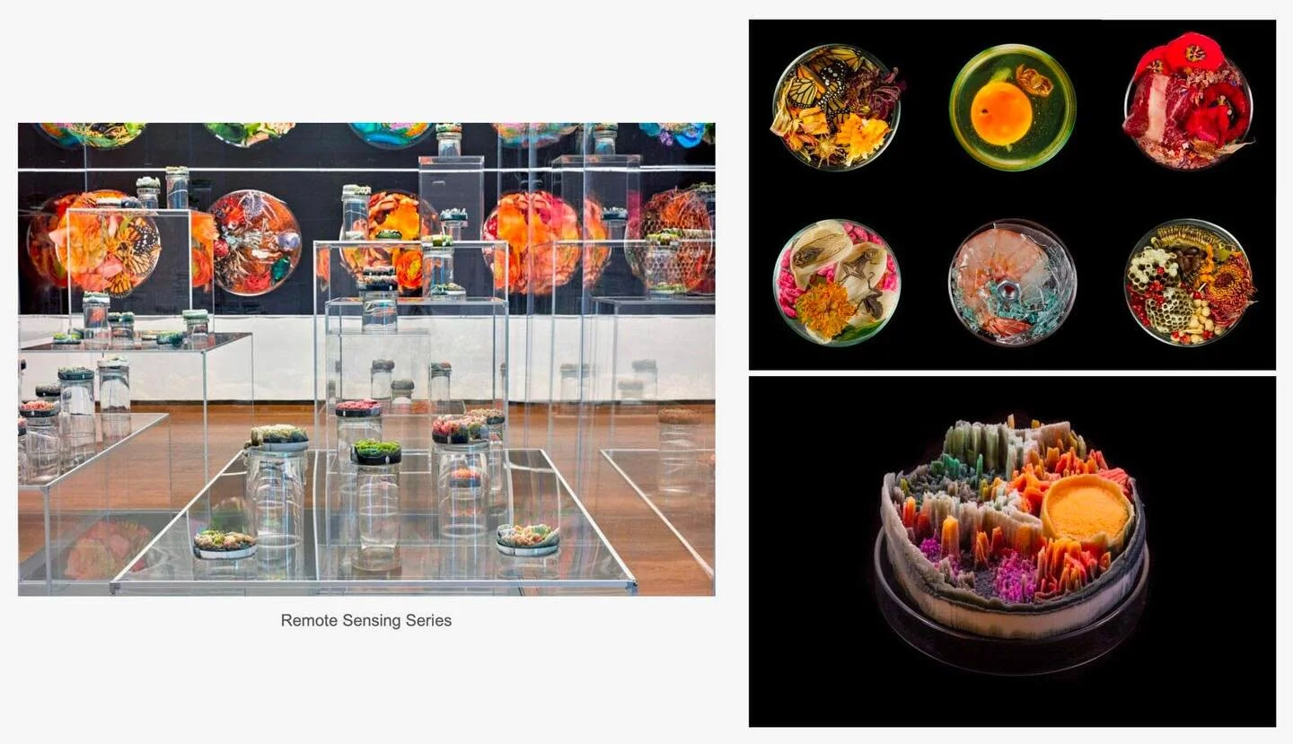 Projects — Suzanne Anker