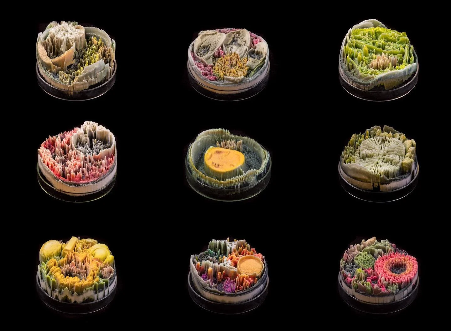 Projects — Suzanne Anker