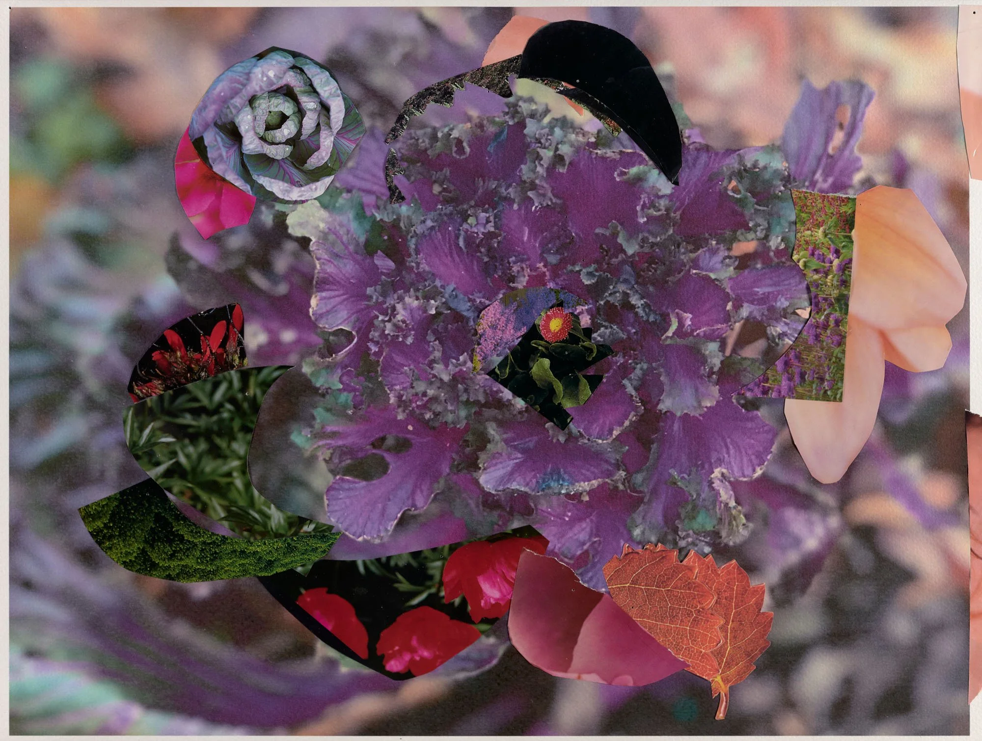 Rosetta — Suzanne Anker