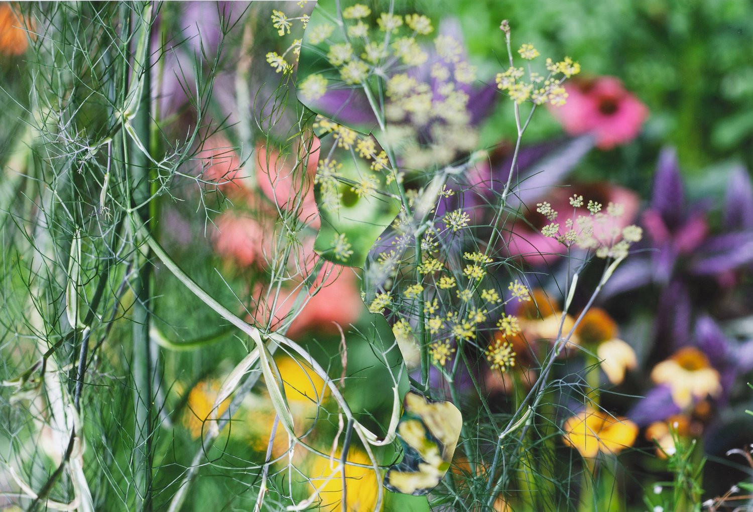 After Eden — Suzanne Anker