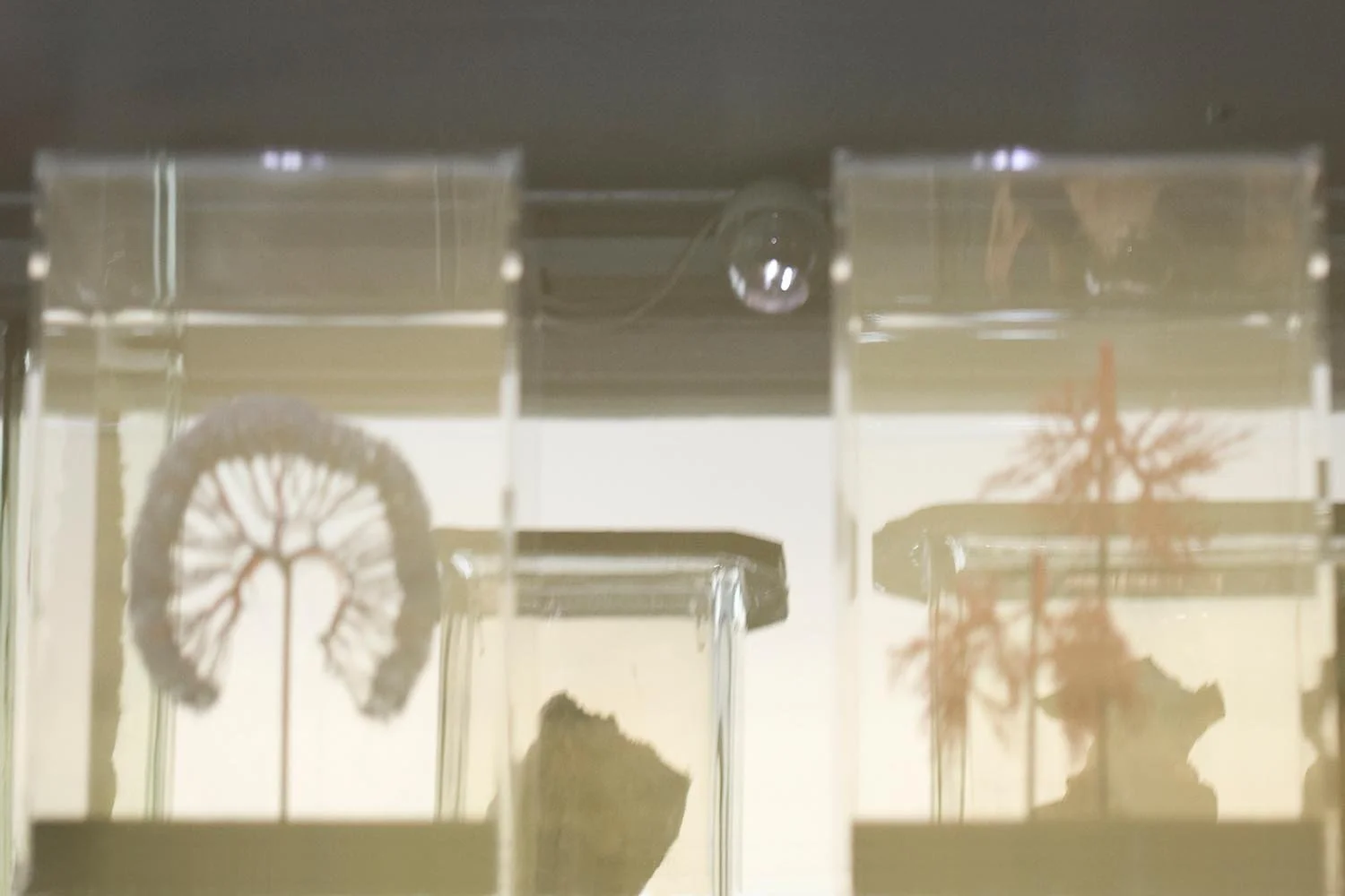 The Glass Veil — Suzanne Anker