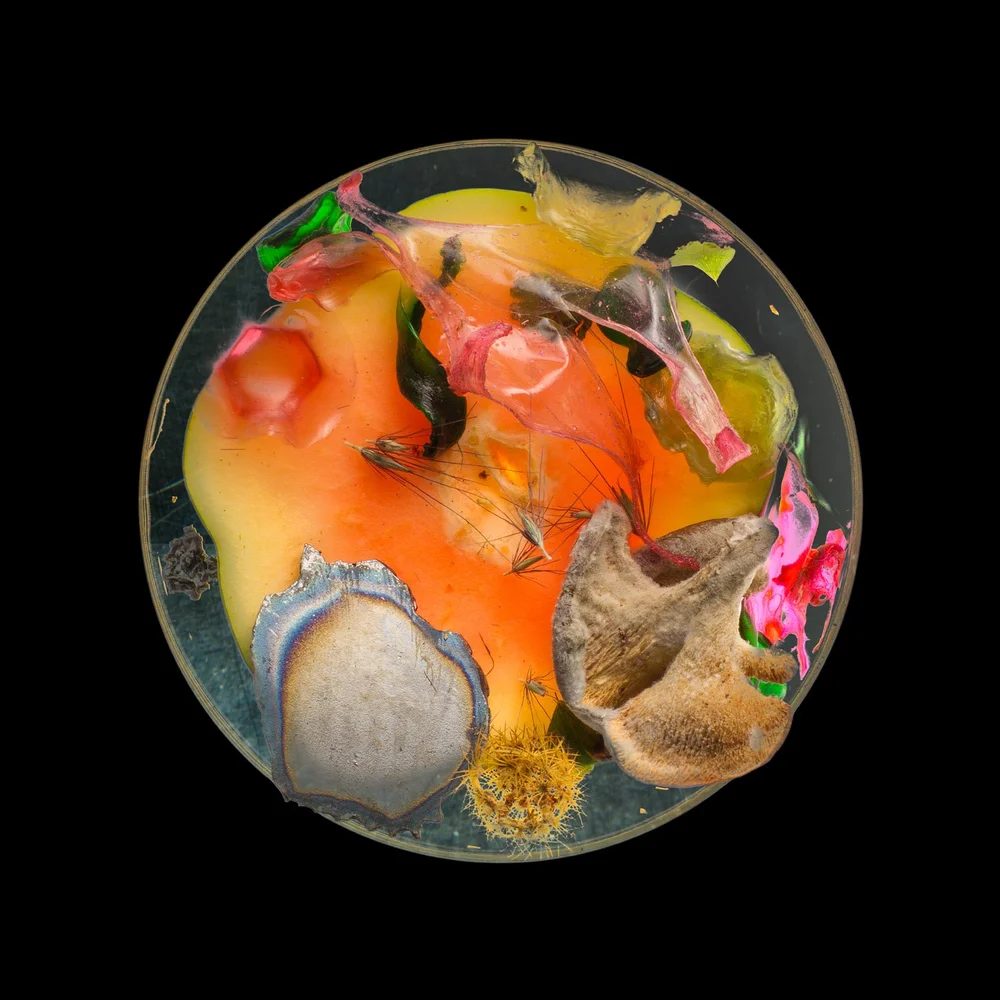 Vanitas (in a Petri dish) Series — Suzanne Anker