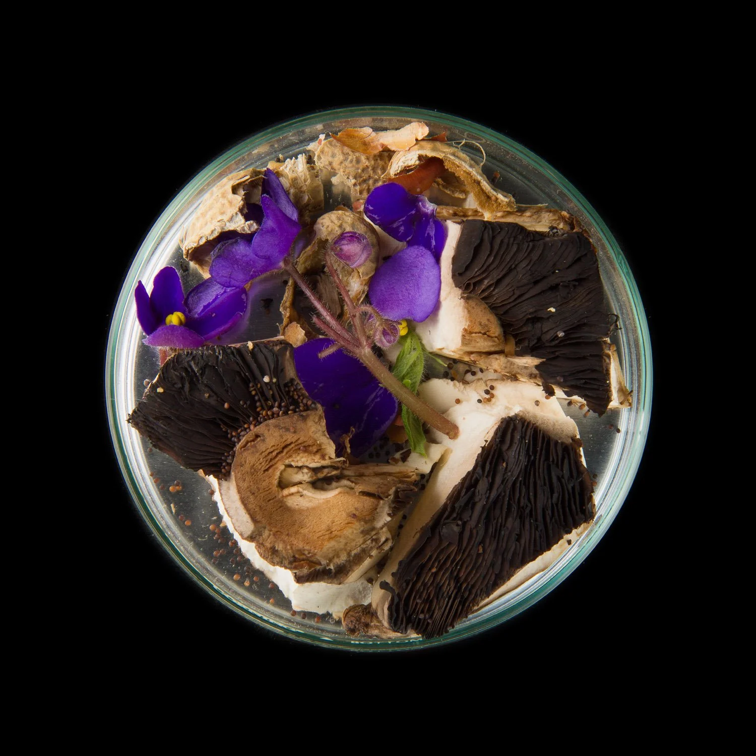 Vanitas (in a Petri dish) Series — Suzanne Anker
