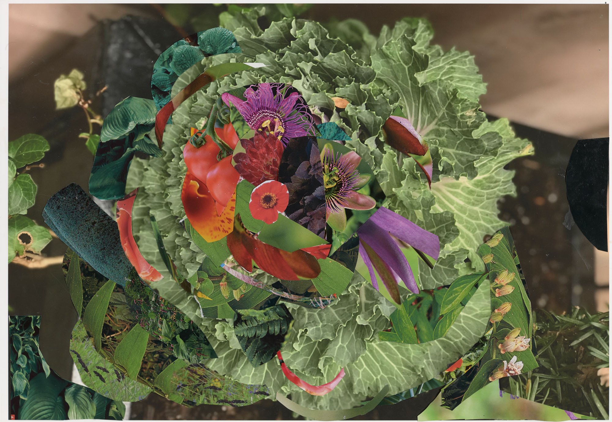 Rosetta — Suzanne Anker