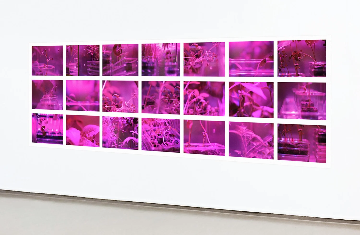 Astroculture (Shelf Life) — Suzanne Anker