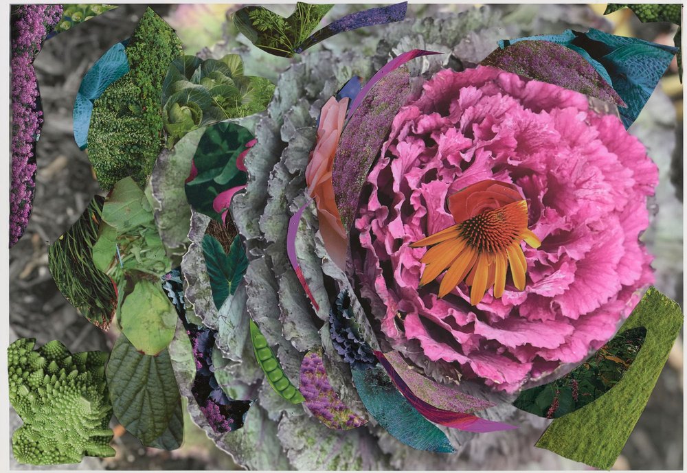 Rosetta — Suzanne Anker