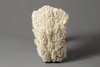Biota — Suzanne Anker