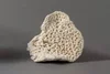 Biota — Suzanne Anker