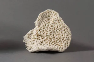 Biota — Suzanne Anker