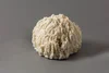 Biota — Suzanne Anker