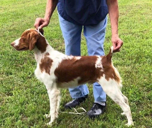 Available Dogs — Woodland Brittanys