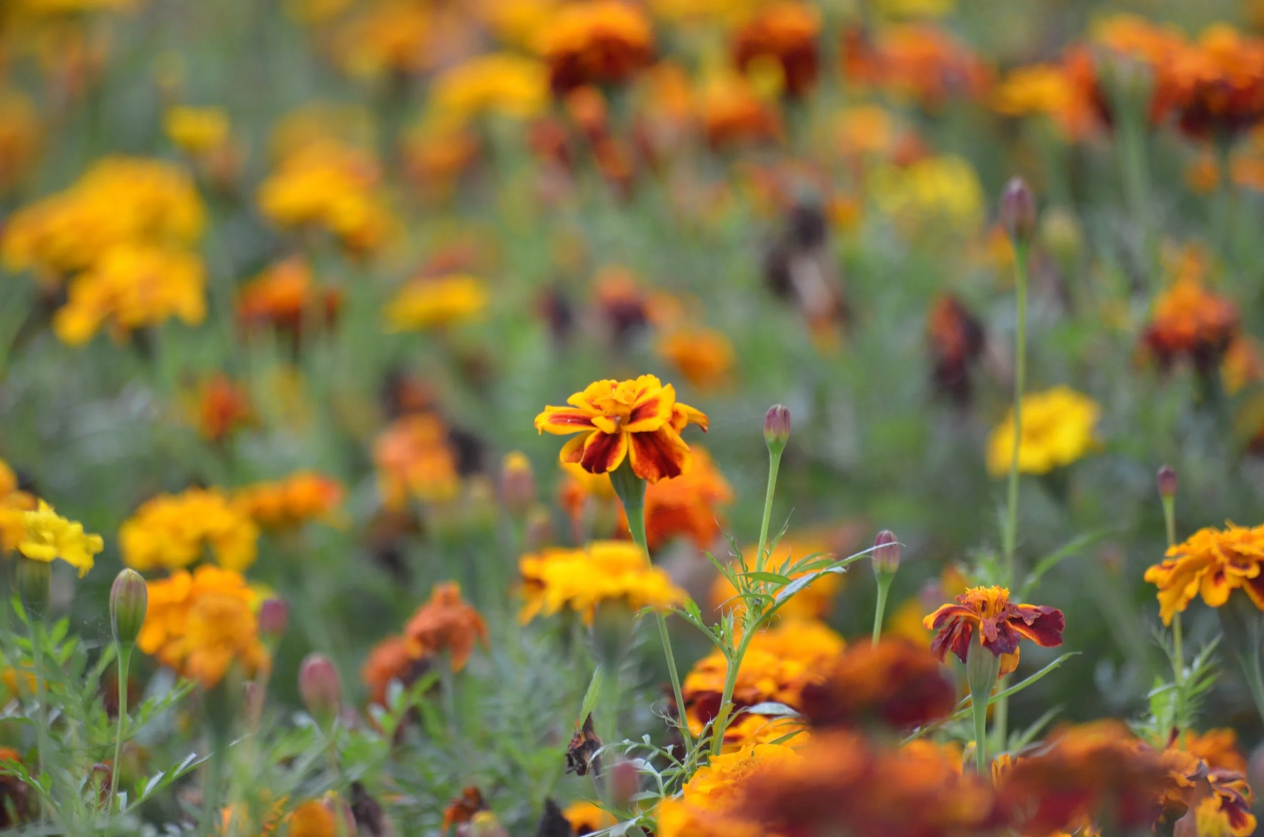 Meet the Team — Marigold Counseling Services