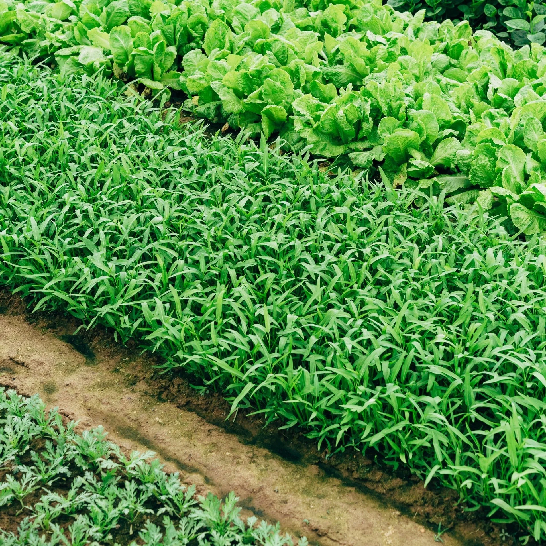 General 1 — Plant Docs