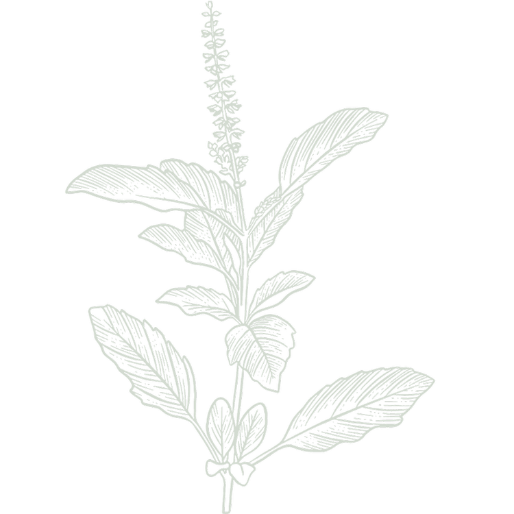 Plant Docs | Physician Designed Plant Based Nutrition Programs i