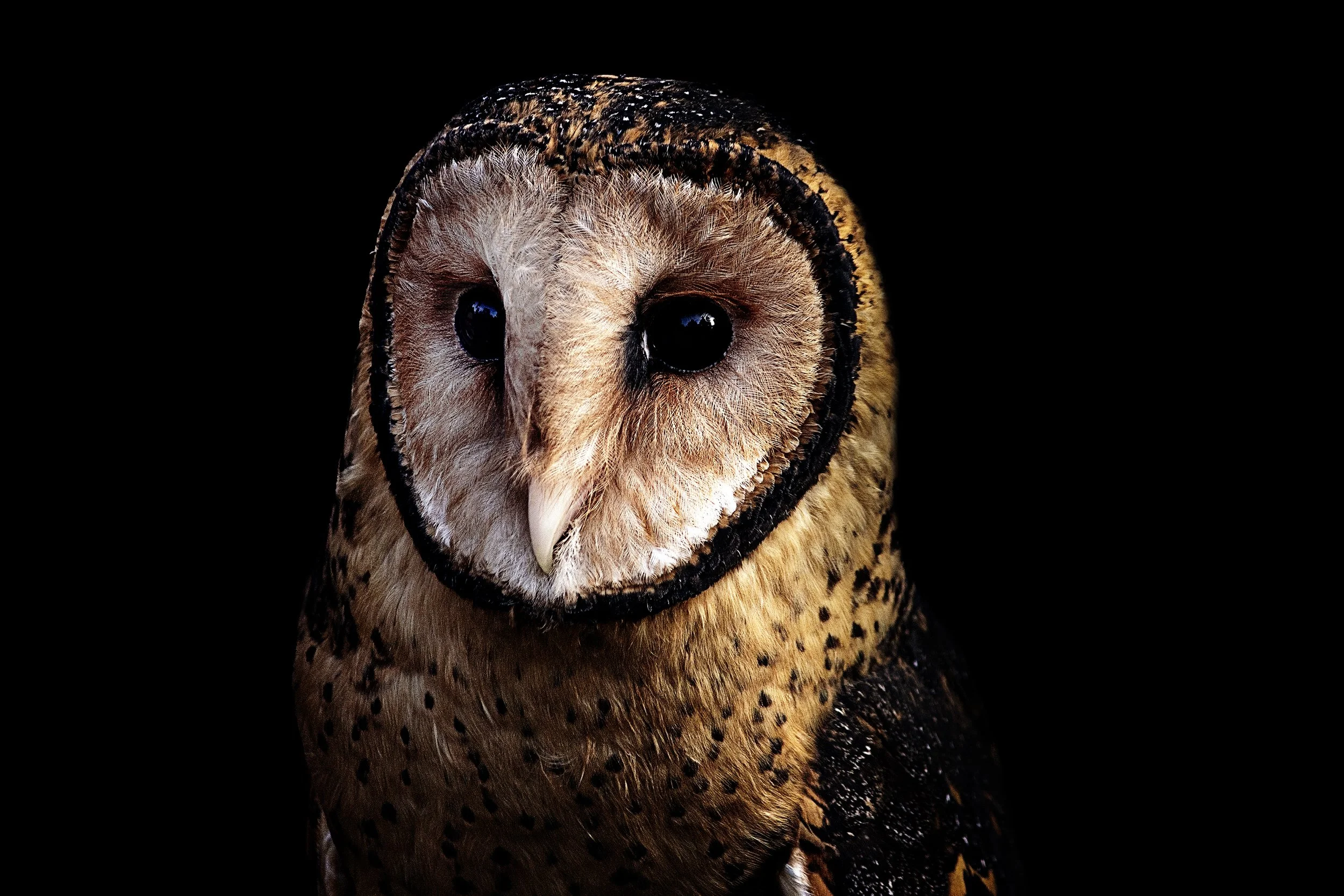 Friends of Summerleas Wildlife