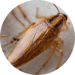 Cockroach Treatment — Pest Control Pro Columbus, OH