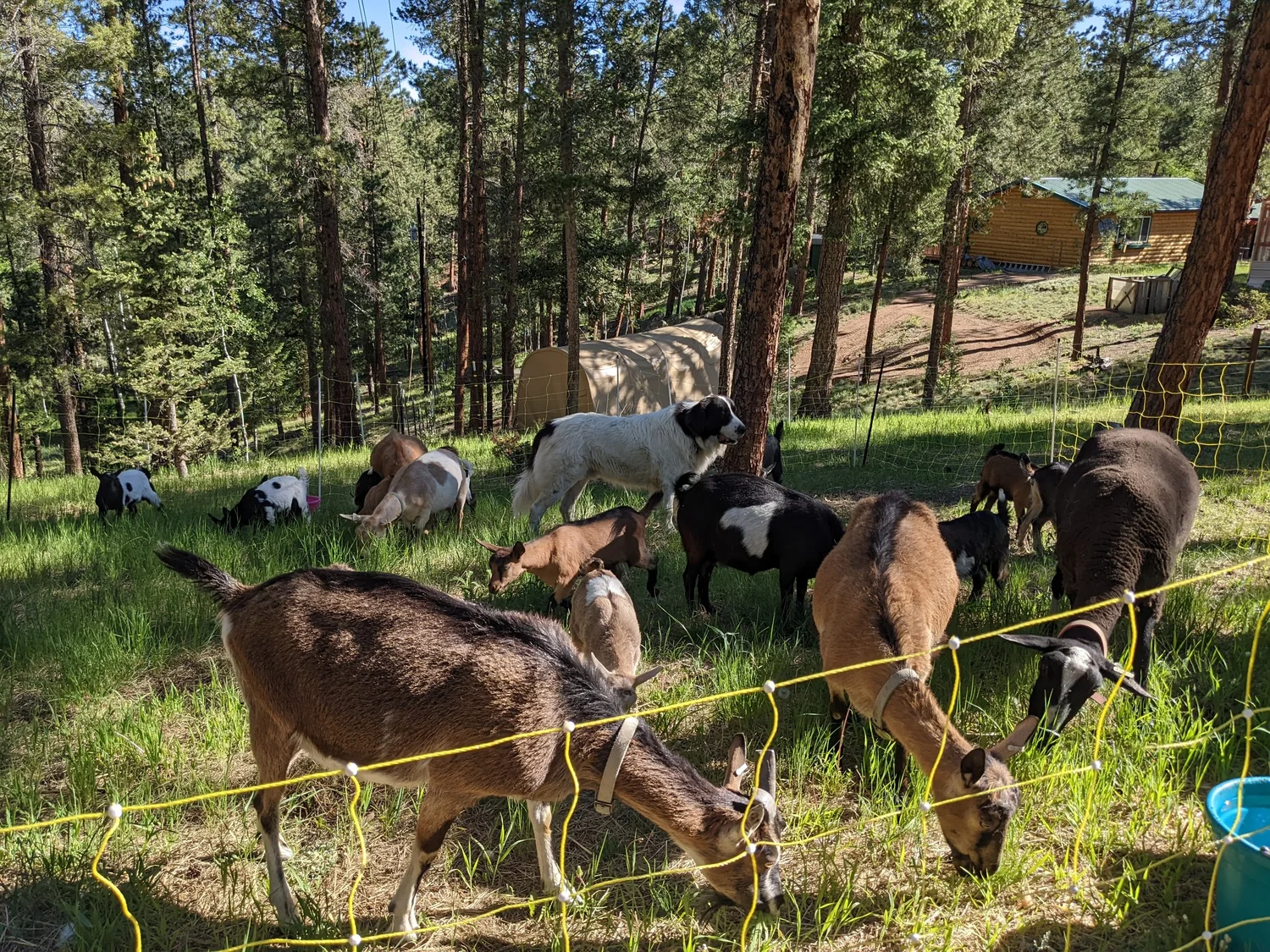 Mutual Dream Farm