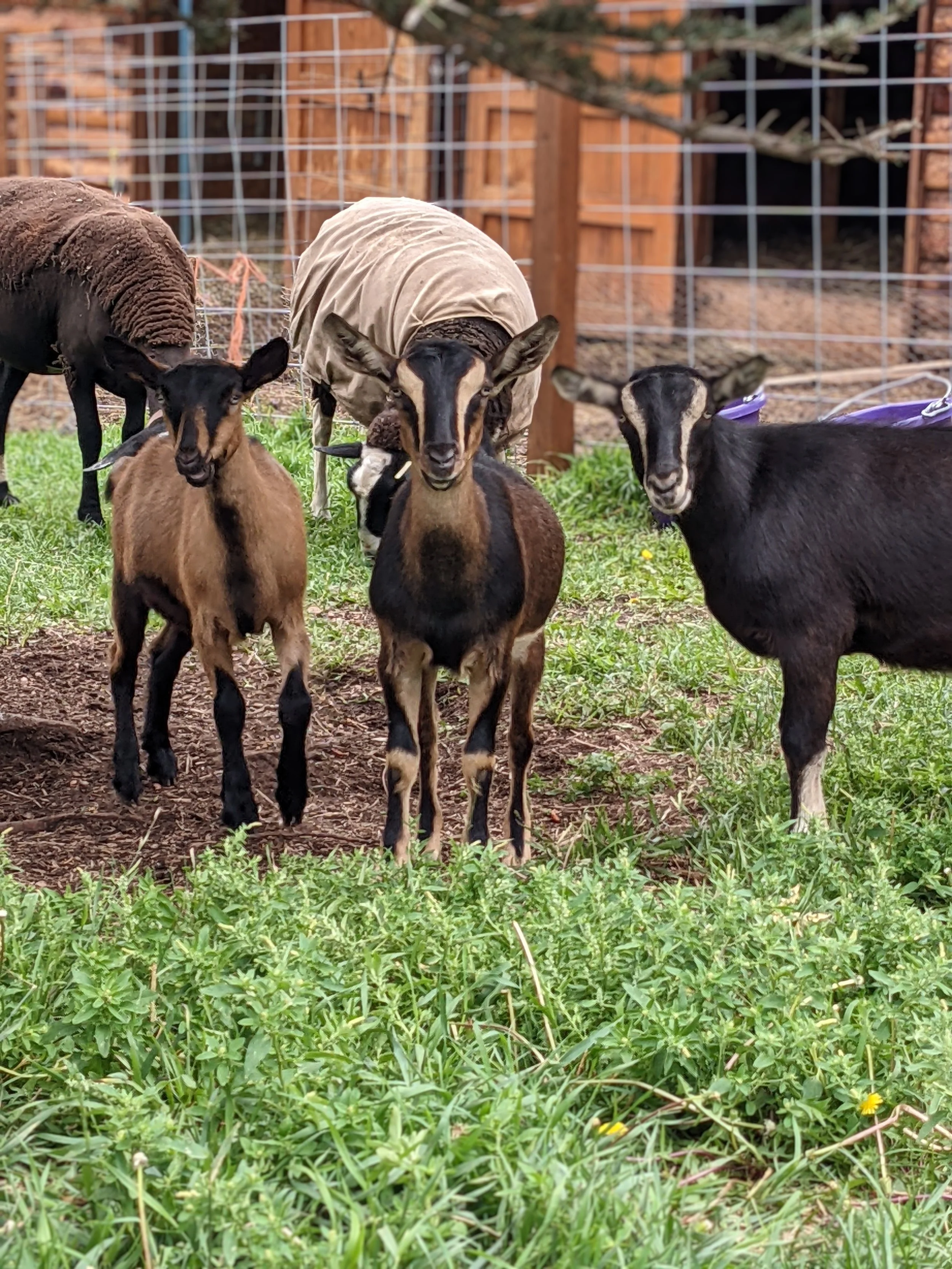 Mutual Dream Farm