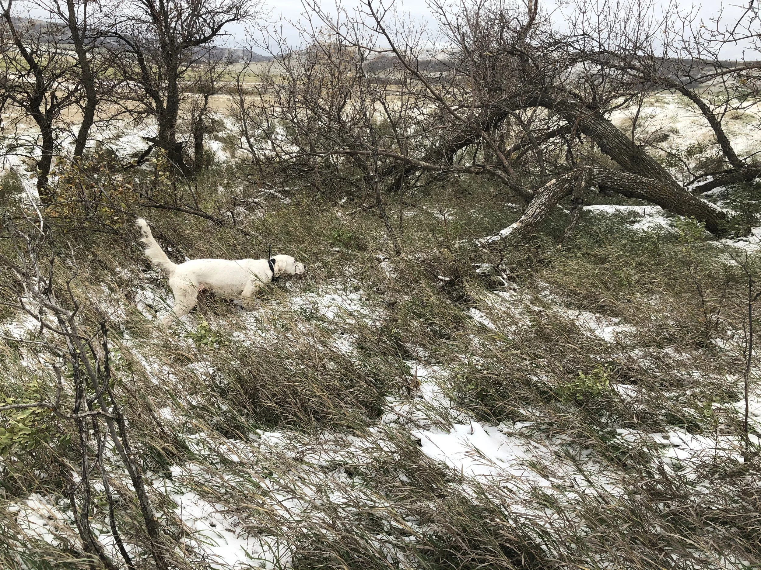 Bird Hunts — TTT Ranch