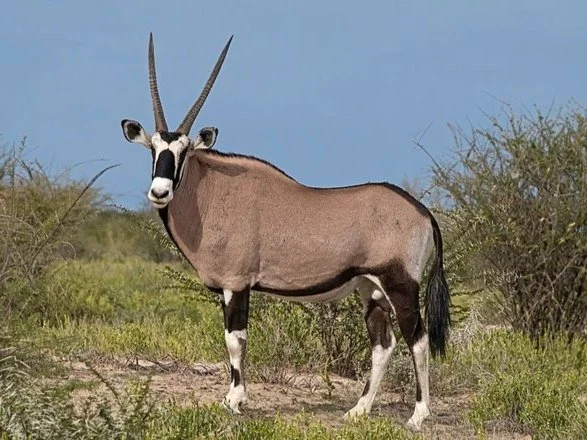 Game Species — Limpopo Safaris