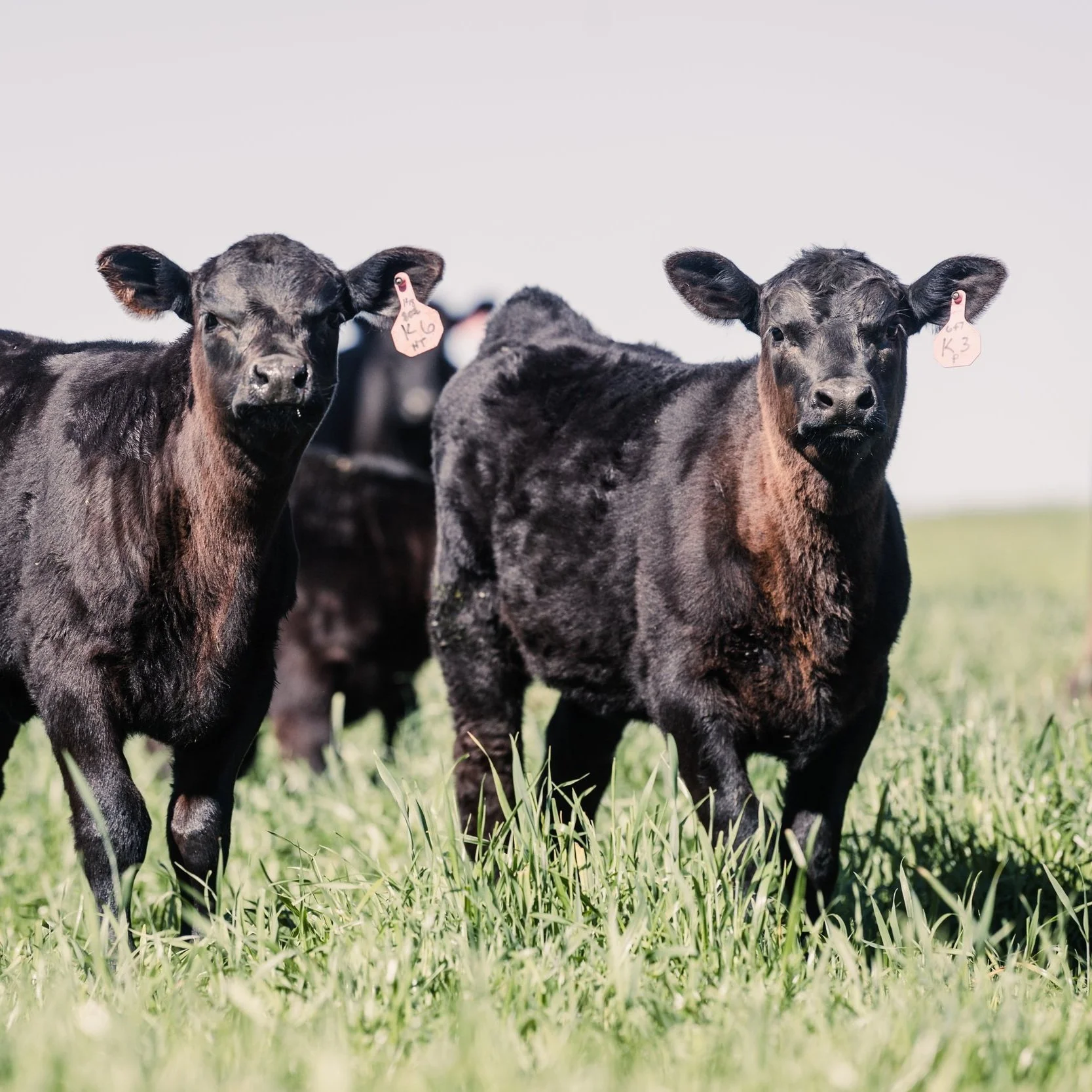 Iron Pin Ranch | Ranch Raised Beef | Madison County, Georgia