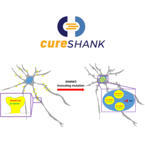 What is SHANK3 and What are its Functions? — CureSHANK