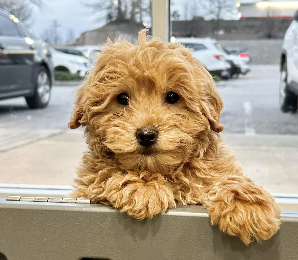 Available Puppies — The Puppy Place Of Anderson