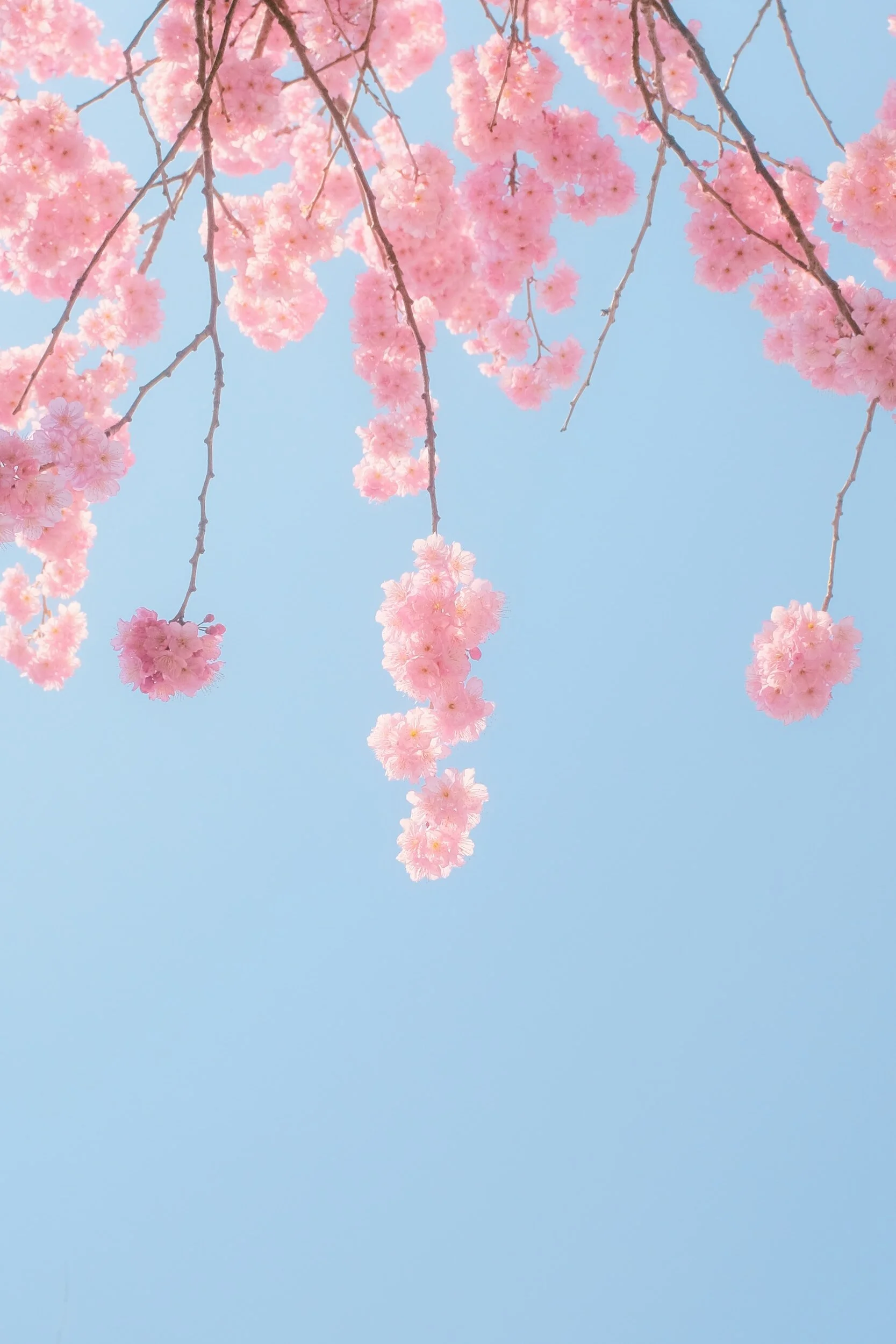 Ingenue Fashion — Beauty∞Continuum