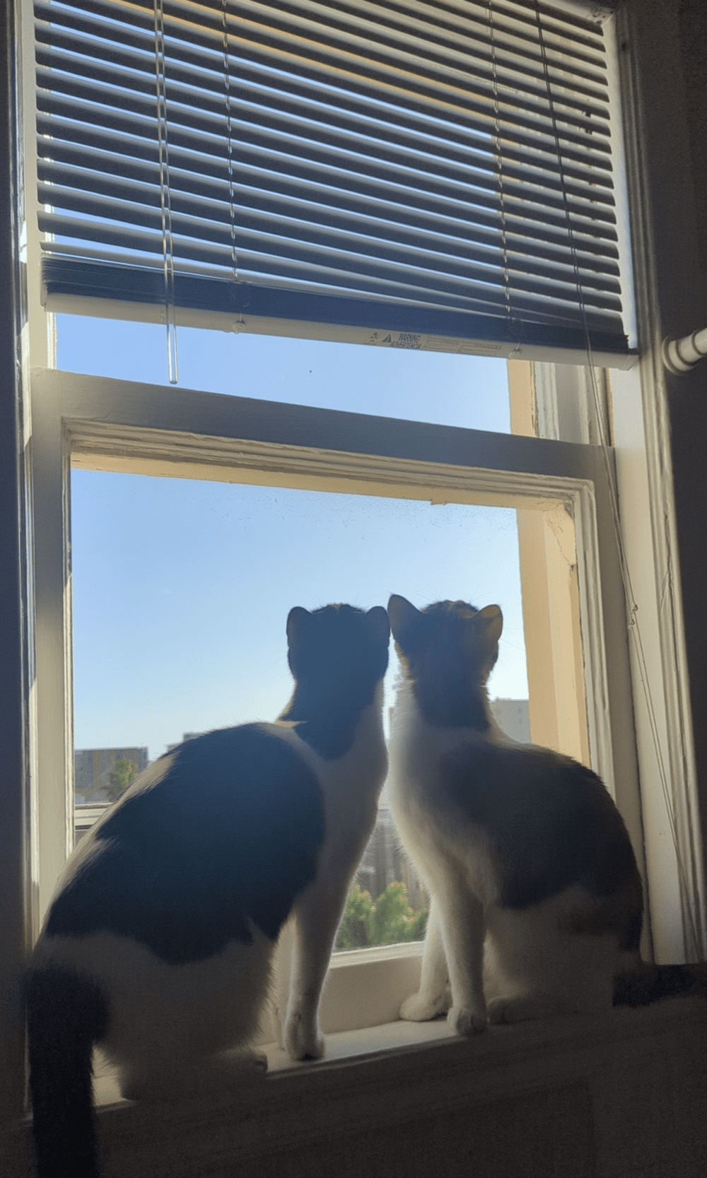 Team — the gemma project