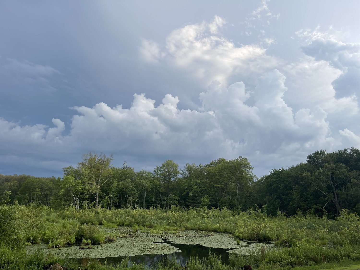 Why Are Wetlands Important? — Town of Clinton CAC
