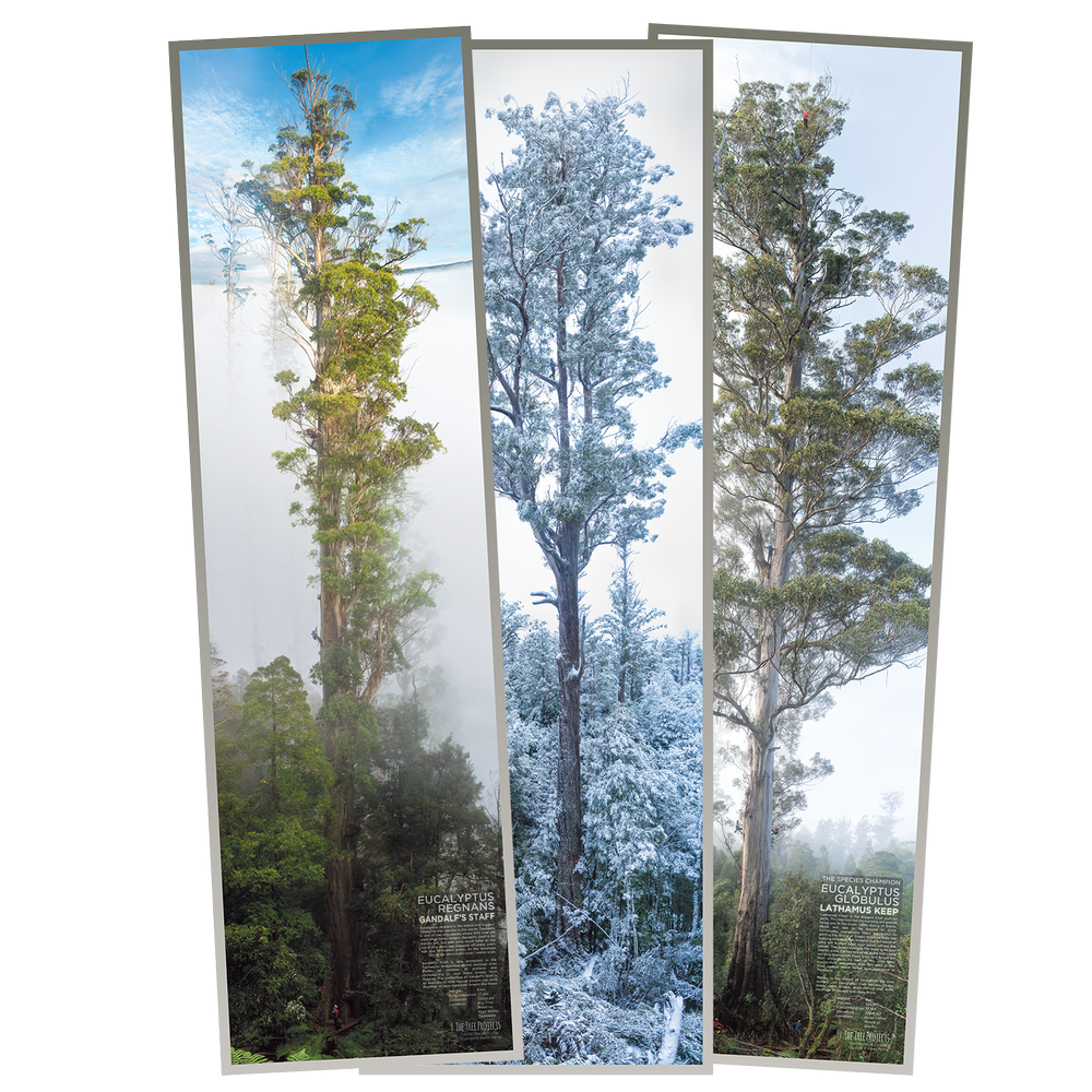 Twisted Sister Big Tree Tasmania — Big Tree State