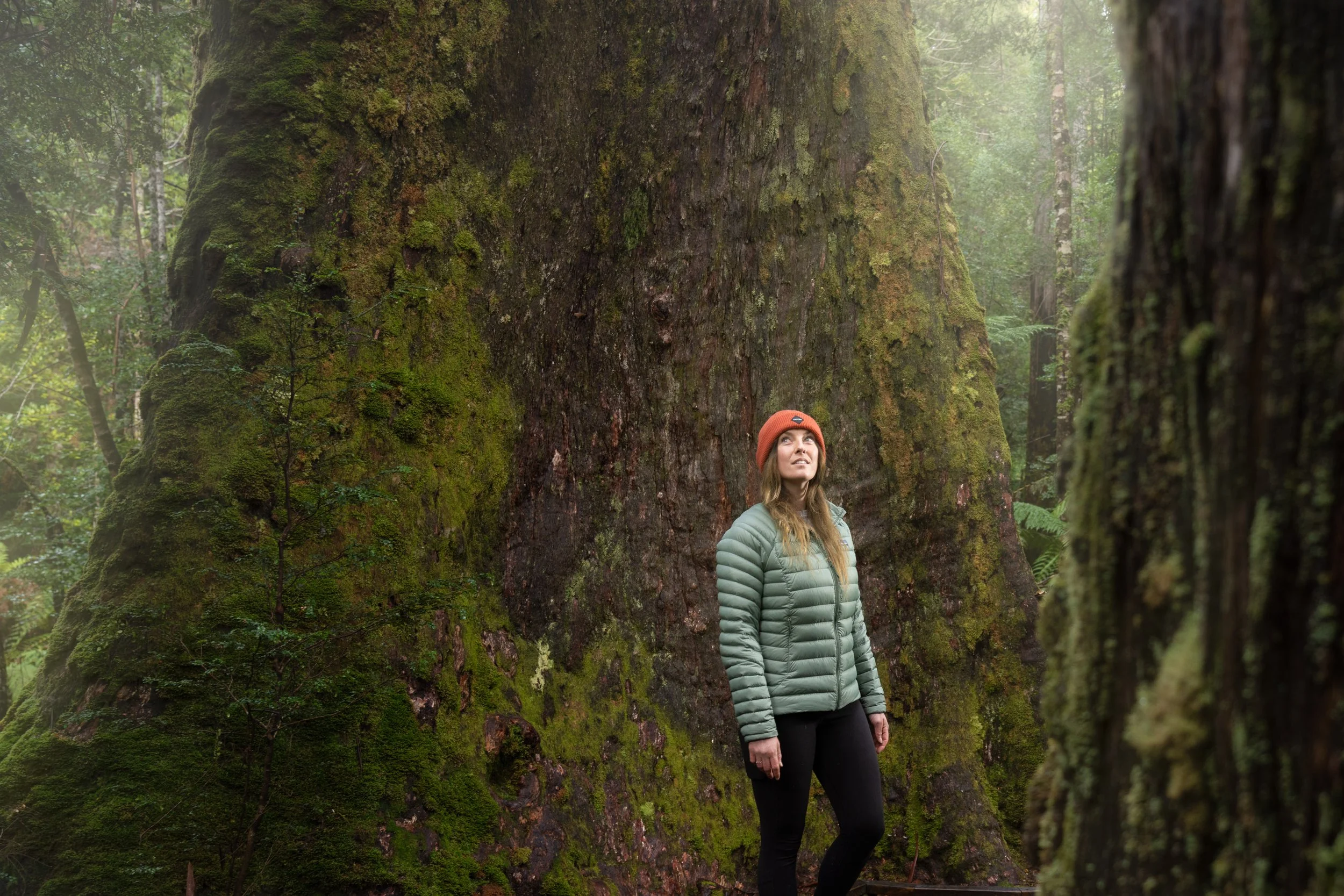 Styx Tall Tree Reserve Tasmania — Big Tree State