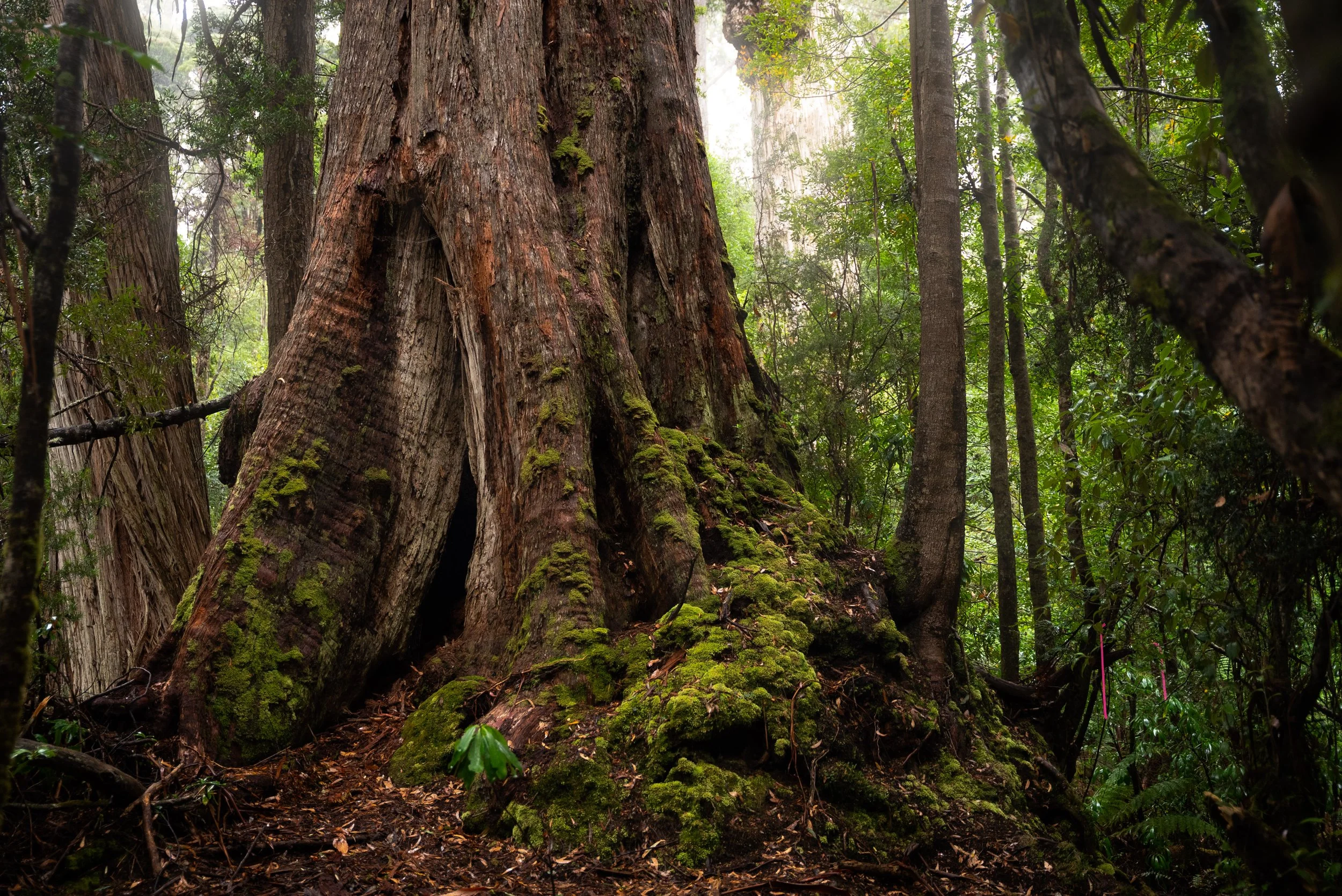 Huon Valley Grove of Giants, Huon Valley Tasmania — Big Tree State
