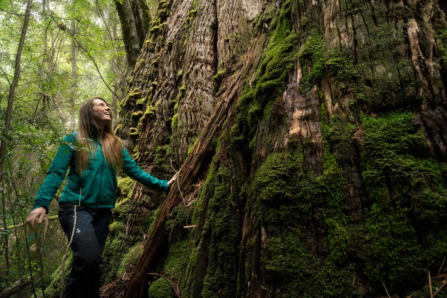 Tyenna Big Tree Reserve Tasmania — Big Tree State