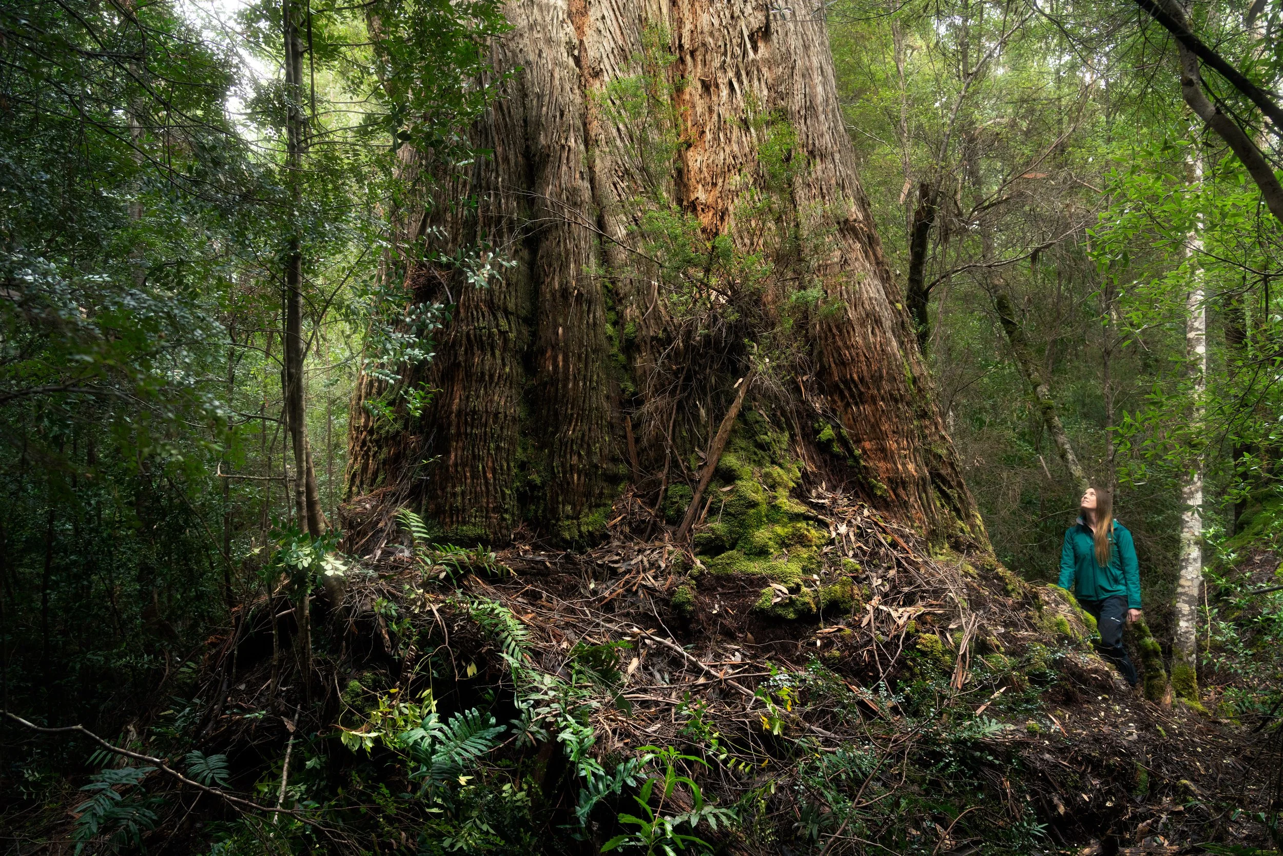 Tyenna Big Tree Reserve Tasmania — Big Tree State