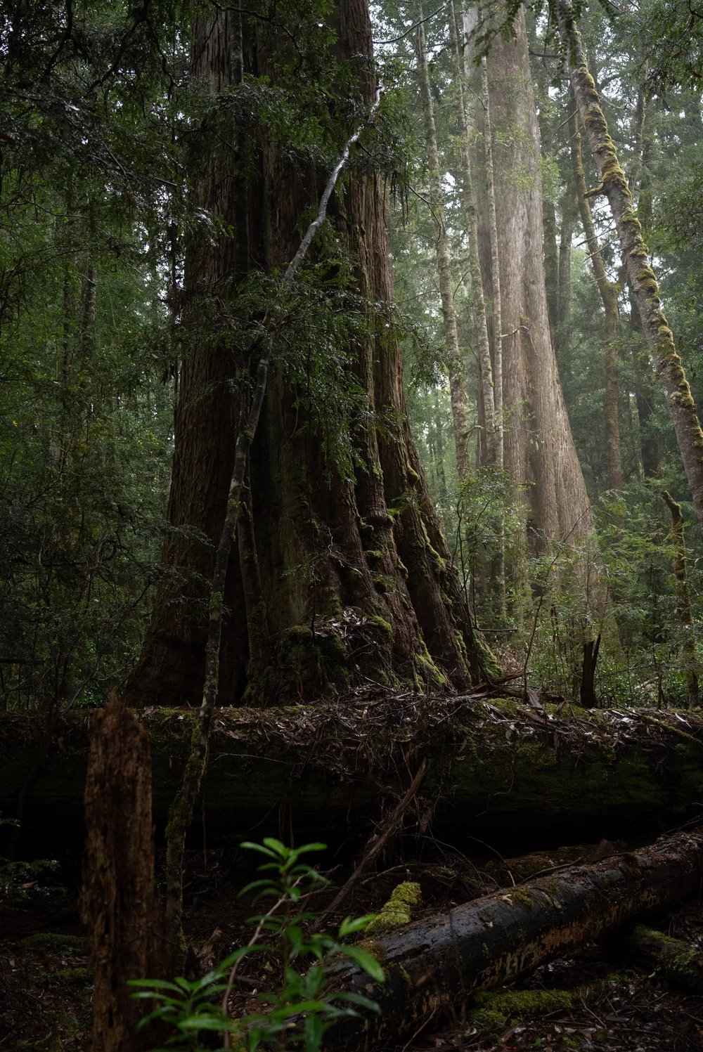 Big Tree State