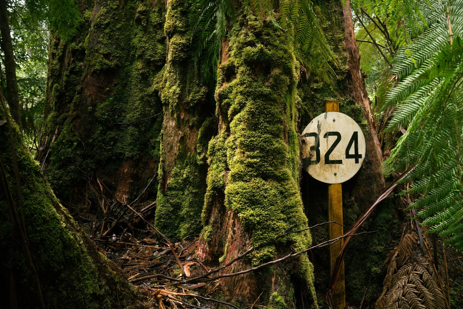Andromeda Stand Styx Valley Tasmania — Big Tree State